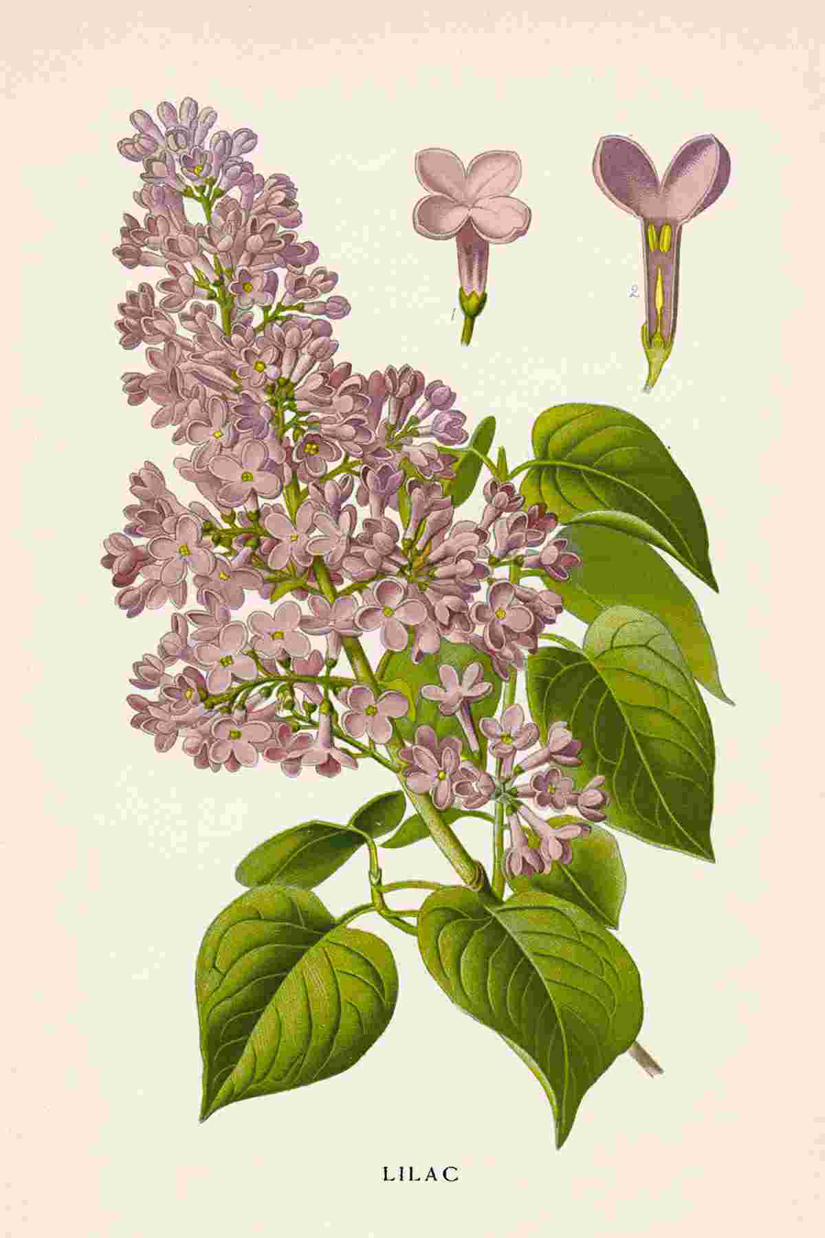 Winston Porter Vintage Lilac Drawing - Wrapped Canvas Print | Wayfair