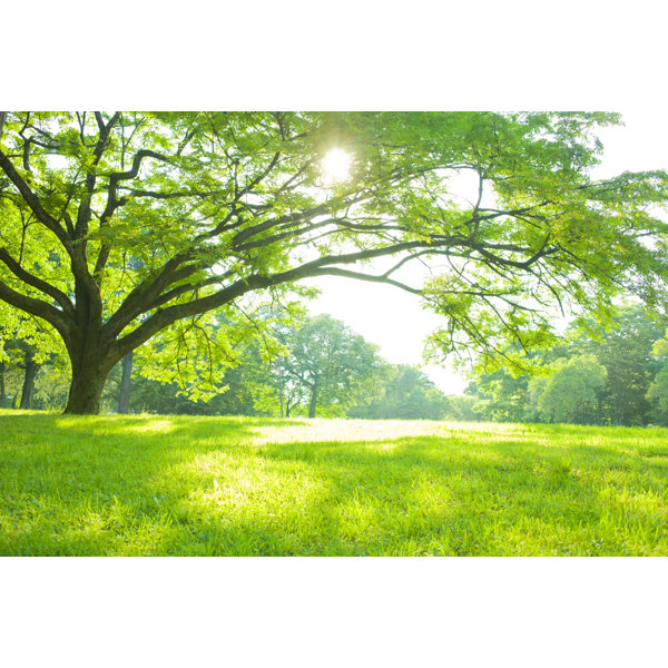 Ebern Designs Park Tree - Wrapped Canvas Photograph | Wayfair