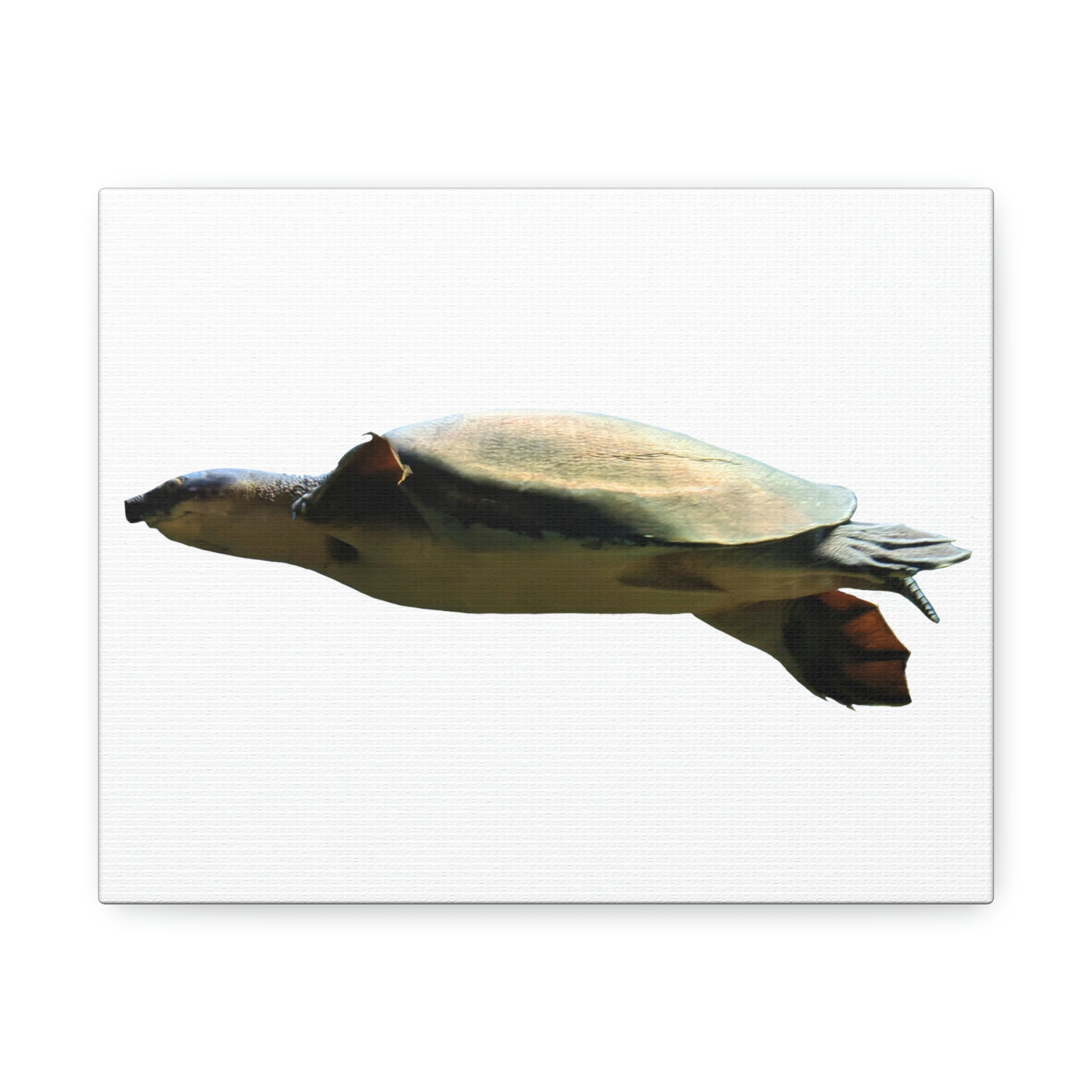 Bayou Breeze Turtle - Rectangle Illustration on Canvas | Wayfair
