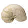 Rosecliff Heights Ciccone Giant Stone Cast Conch Shell Sculpture | Wayfair