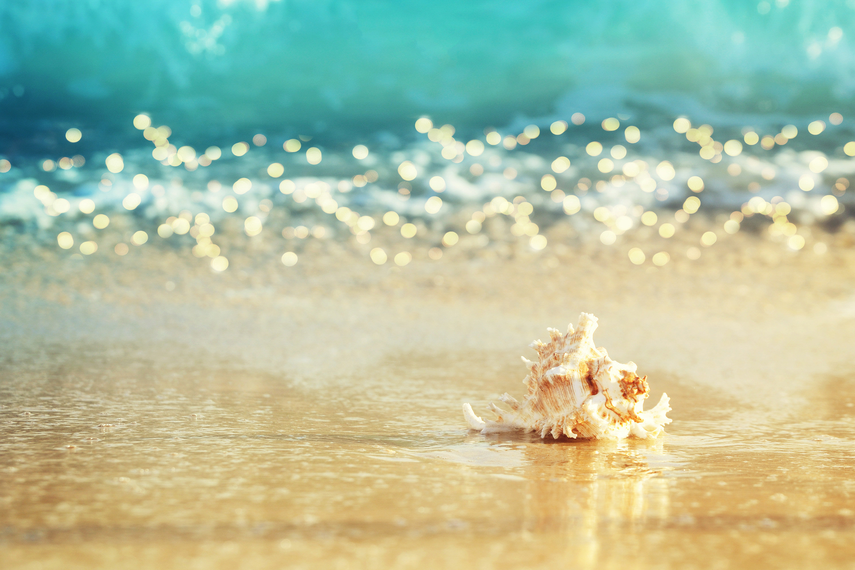 Rosecliff Heights Seashell On Glimmering Shore, Beach, Sand, Ocean ...