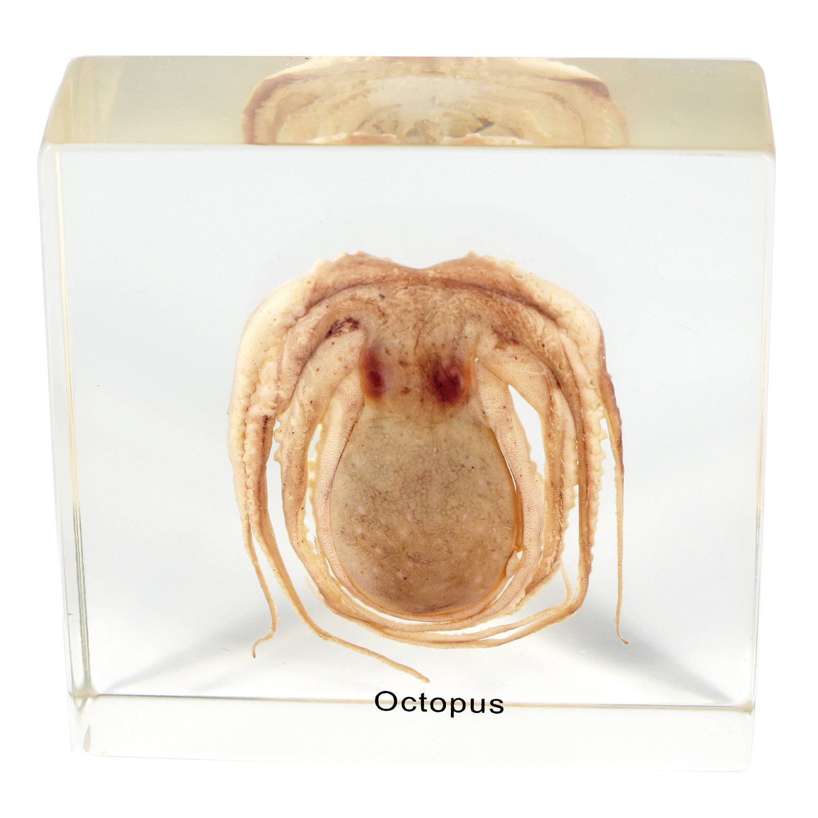 Rosecliff Heights Philips Octopus Desk Decoration | Wayfair