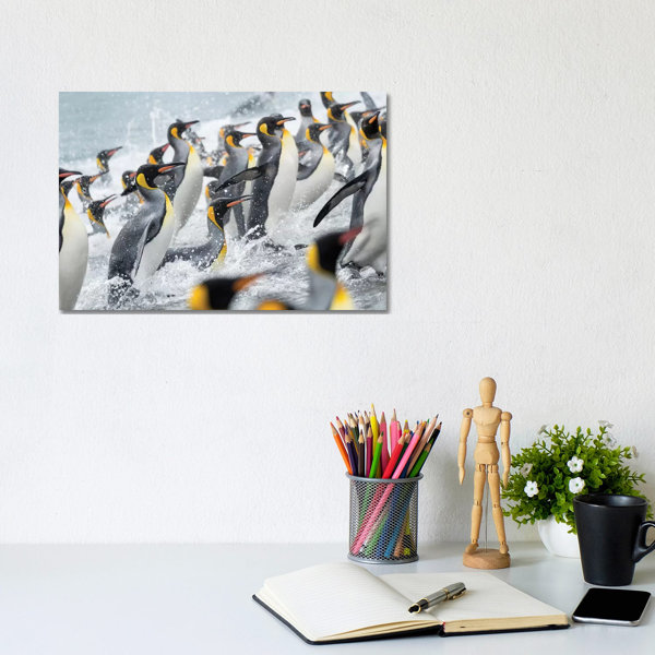 Latitude Run King Penguin Rookery On Salisbury Plain In The Bay Of ...