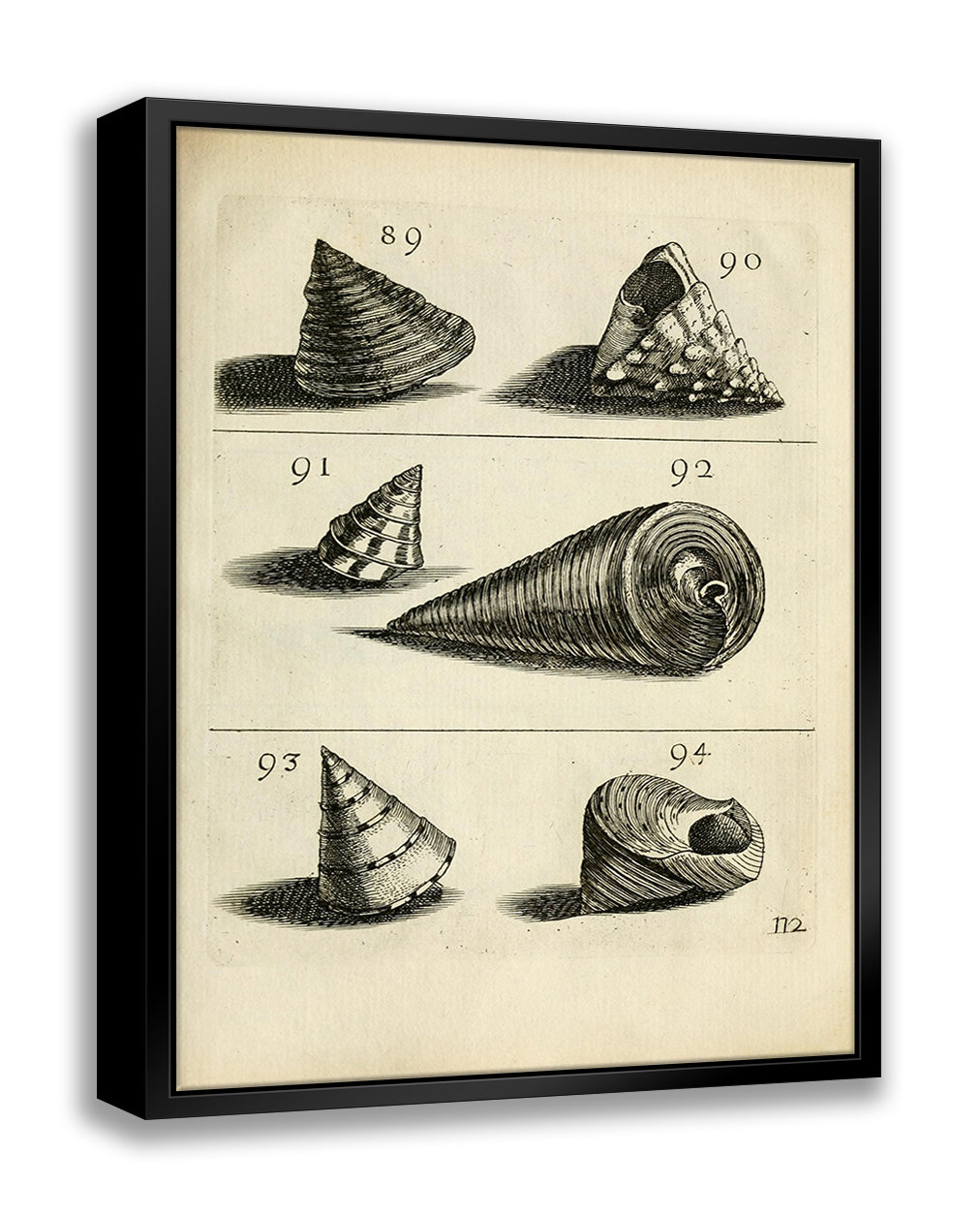 ATX Art Group LLC Set Of Vintage Shells - Floater Frame Drawing Print ...
