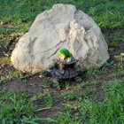 Design Toscano In Good Company Frog & Turtle Statue & Reviews | Wayfair