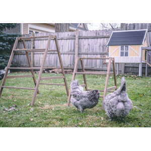 Coops & Feathers Portable A-Frame Roosting Ladder & Reviews | Wayfair