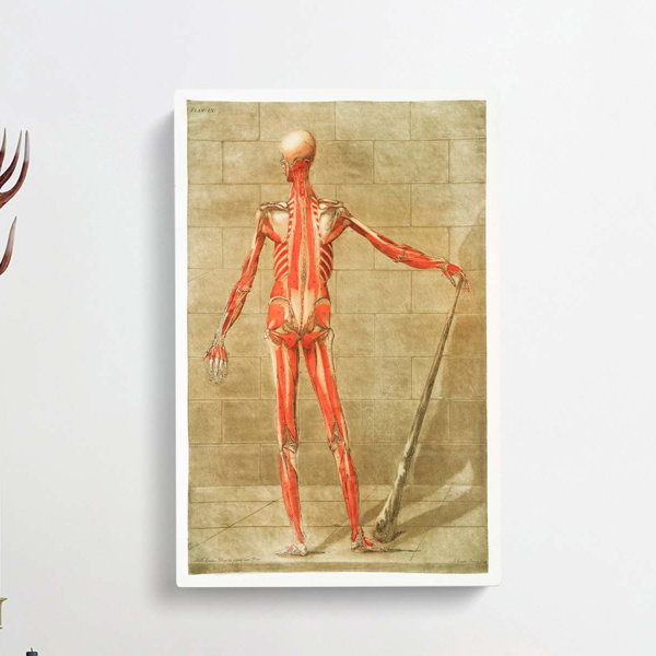 East Urban Home Anatomical Illustration Of A Male No. 7 by Gautier ...