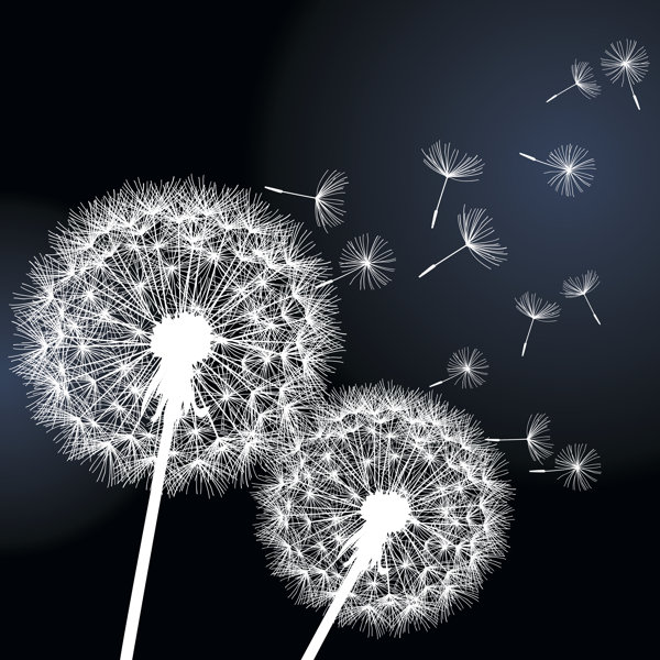 Ebern Designs Two Flowers Dandelions On Black Background by - Wrapped ...