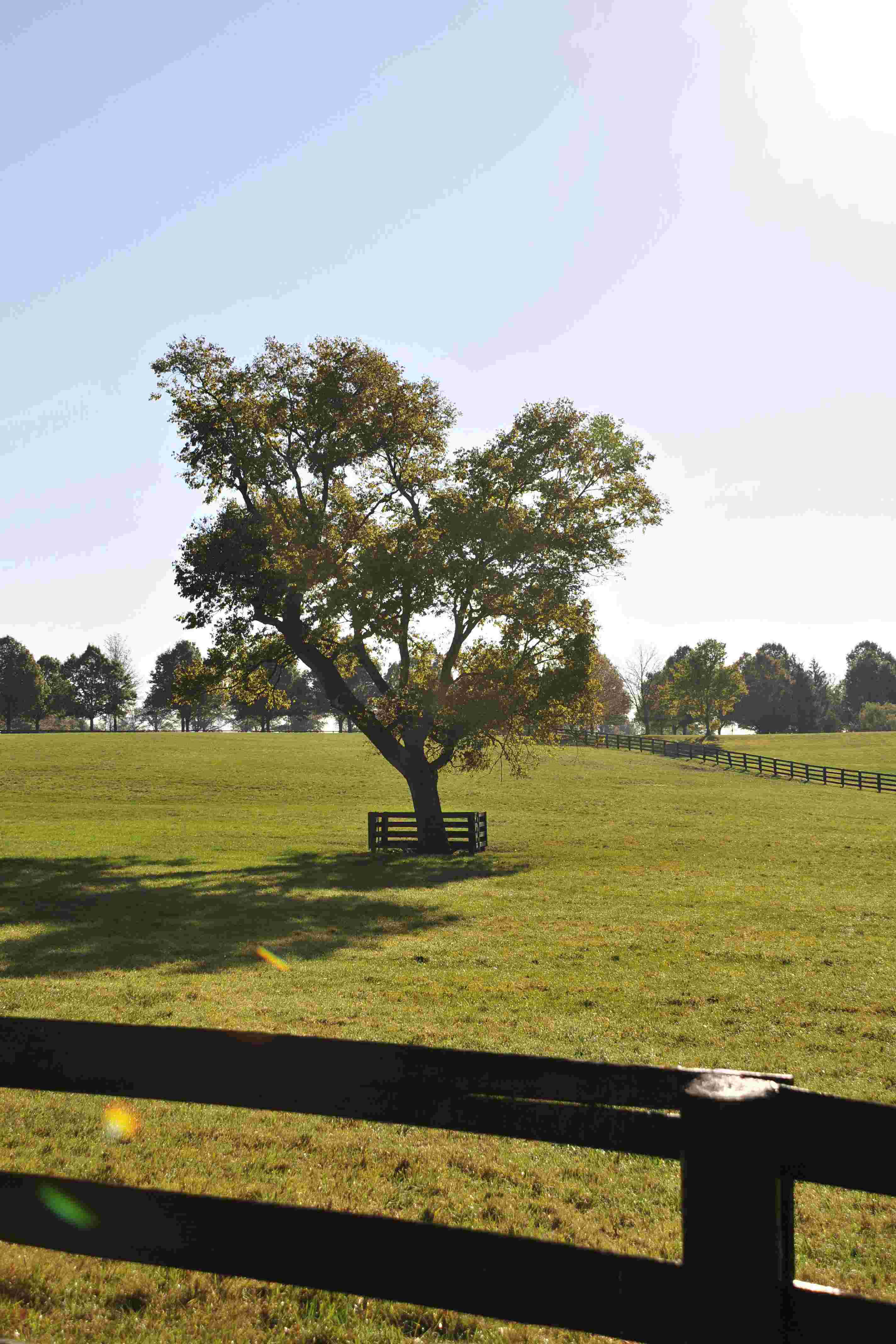 Ebern Designs Tree In Field Photography - Wrapped Canvas Photograph ...