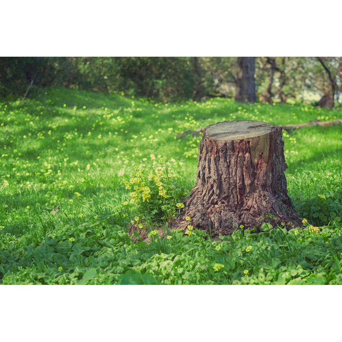 Ebern Designs Tree Trunk Stump - Wrapped Canvas Photograph | Wayfair