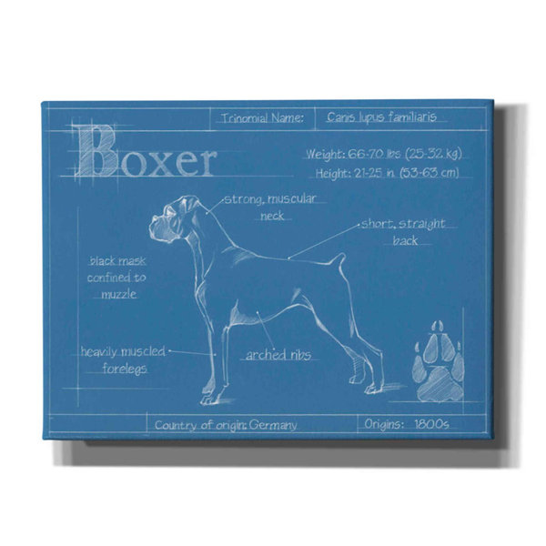 Winston Porter Blueprint Boxer - Wrapped Canvas Graphic Art | Wayfair