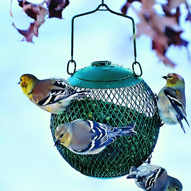 Winston Porter Khalaf Theatre Birdbath & Reviews | Wayfair