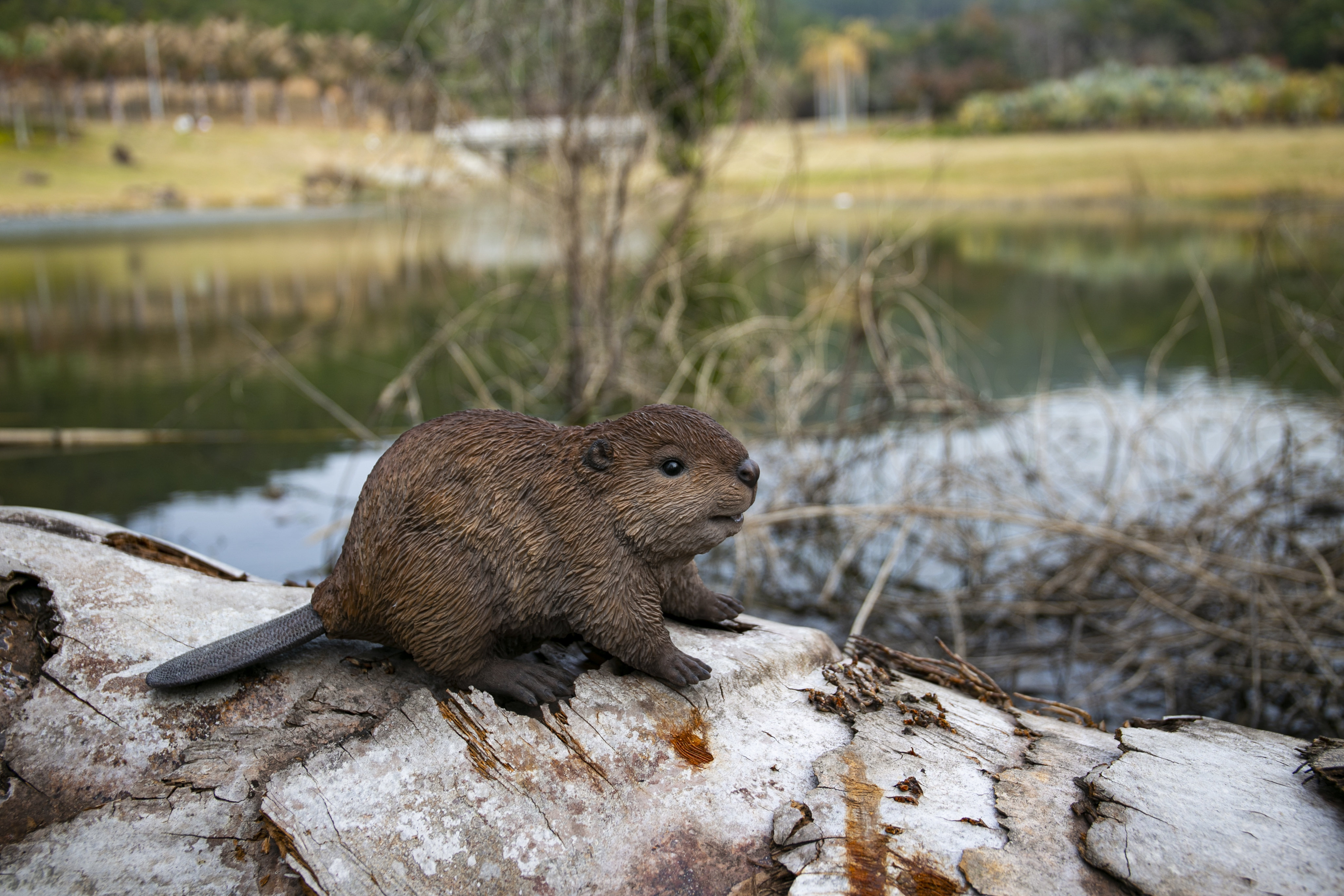 Hi-Line Gift Ltd. American Beaver Cub Statue | Wayfair
