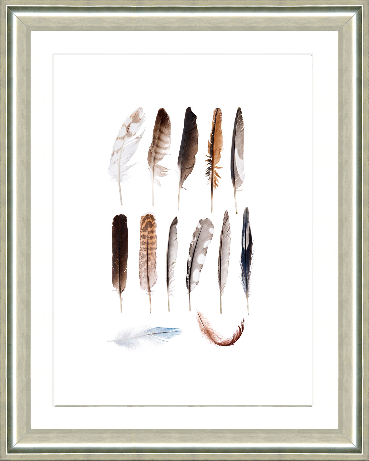 Dakota Fields Multiple Feathers - Picture Frame Graphic Art | Wayfair