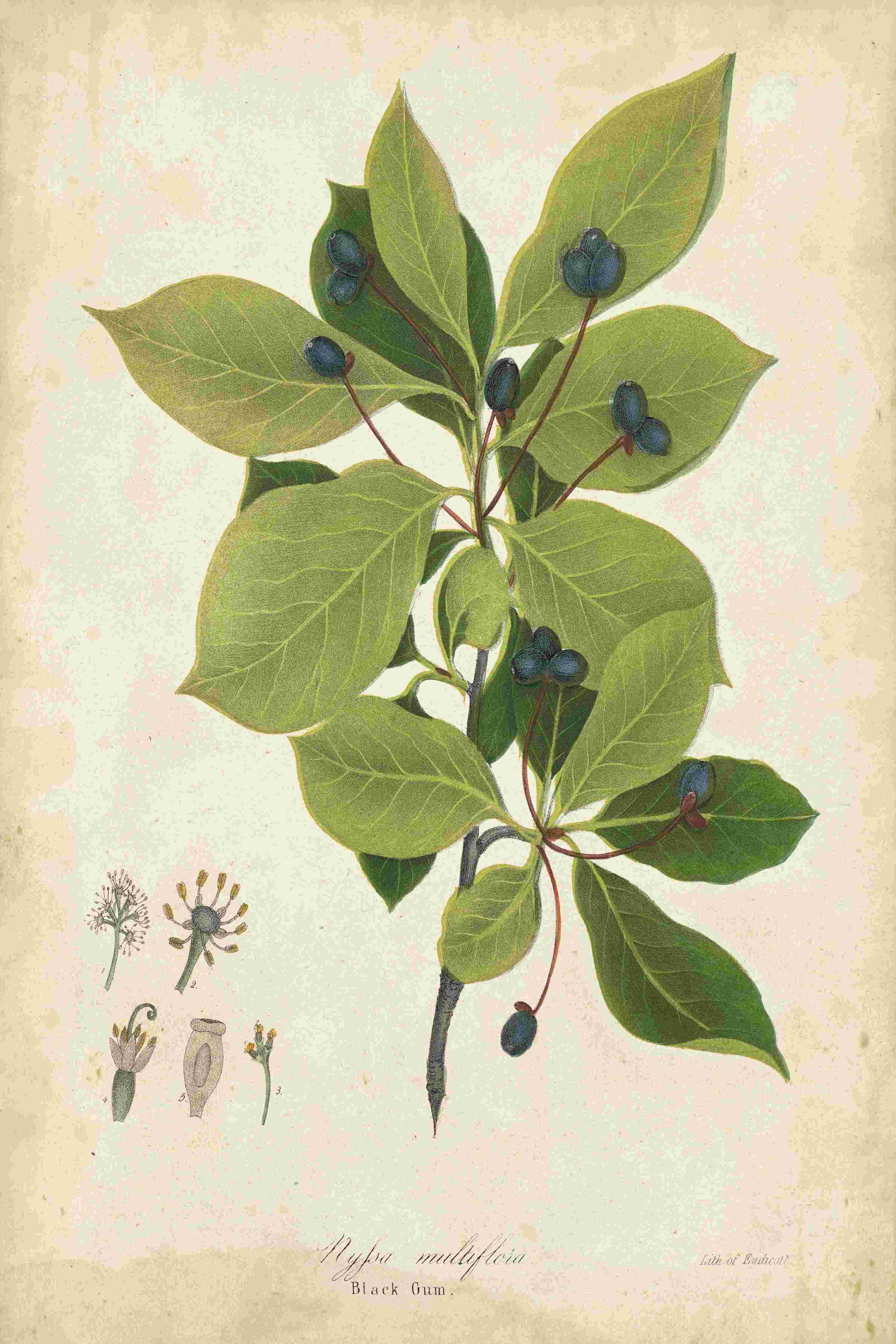 Rosalind Wheeler Black Gum Tree Foliage by John Torrey - Wrapped Canvas ...