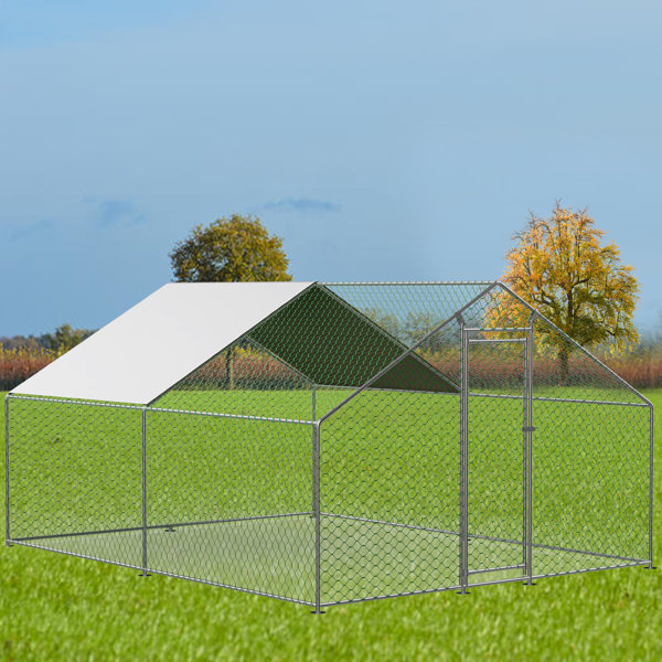 Small-chicken | Wayfair