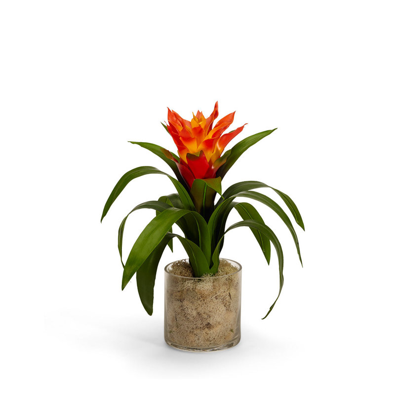 T&C Floral Company Tropical Bromeliad Centerpiece in Glass Jar ...