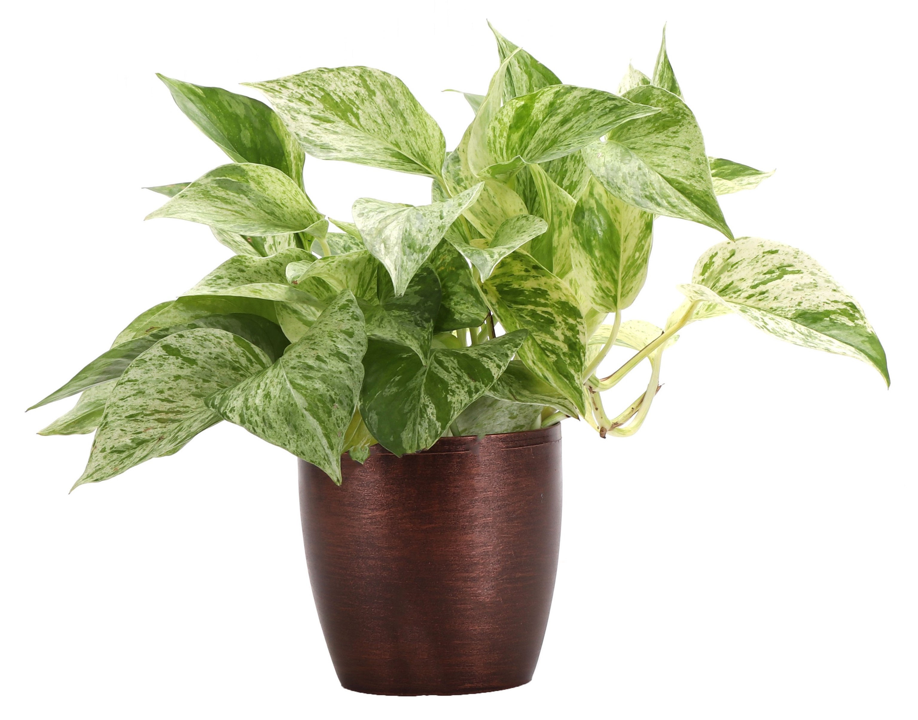 Thorsen's Greenhouse Live Pothos Low Maintenance Plant in Plastic Pot ...