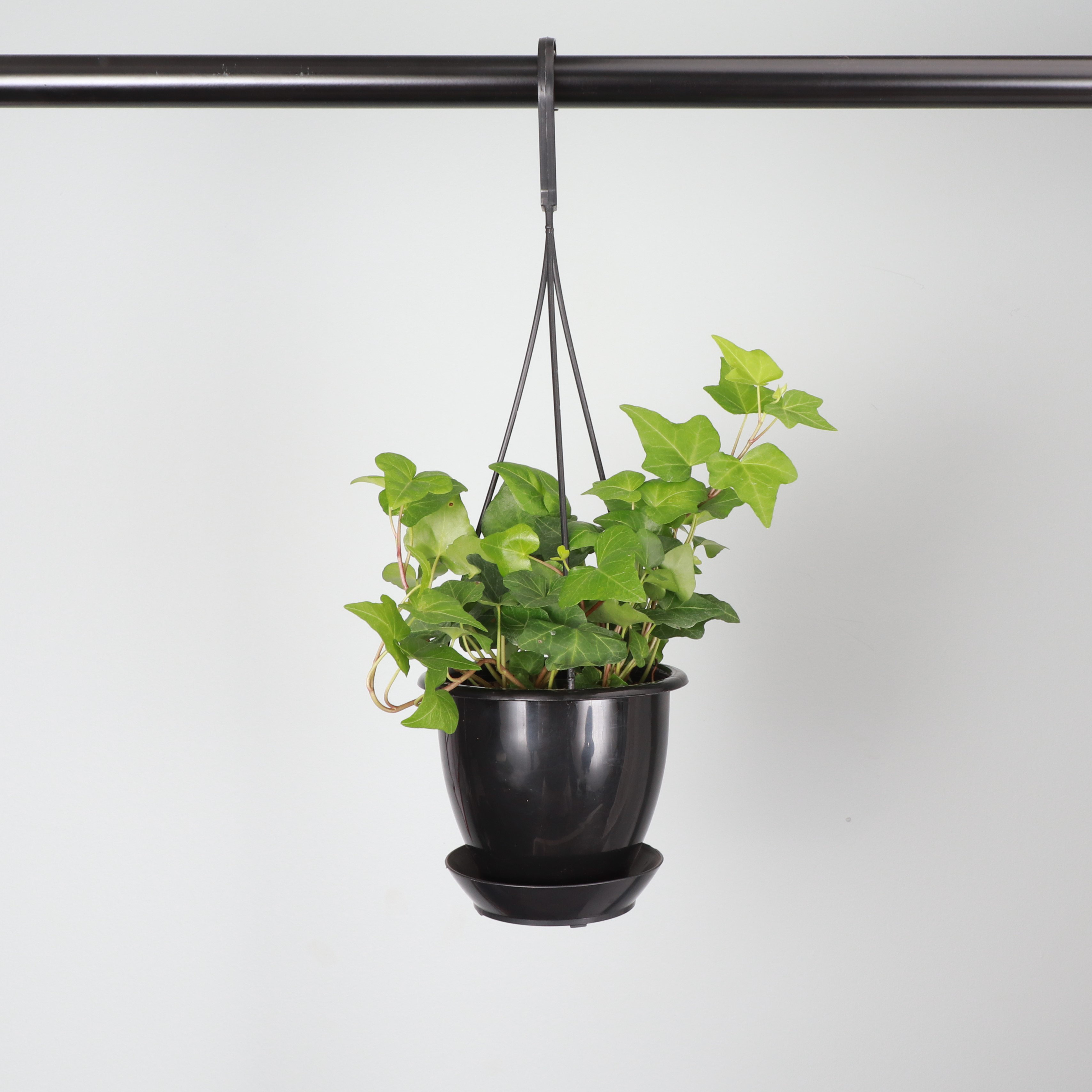 Thorsen's Greenhouse Live Ivy Plant in Pot | Wayfair