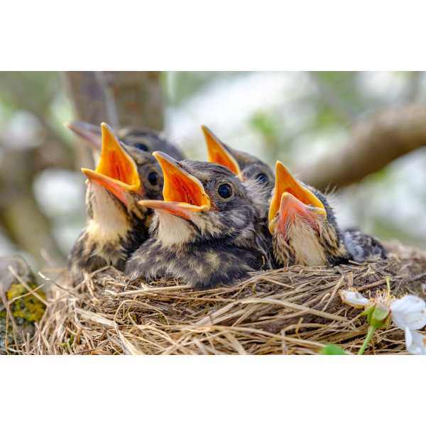 Ebern Designs Baby Birds - Wrapped Canvas Photograph | Wayfair