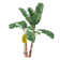 Bay Isle Home Palm Plant Tree Isolated. Musa Acuminata Banana by ...