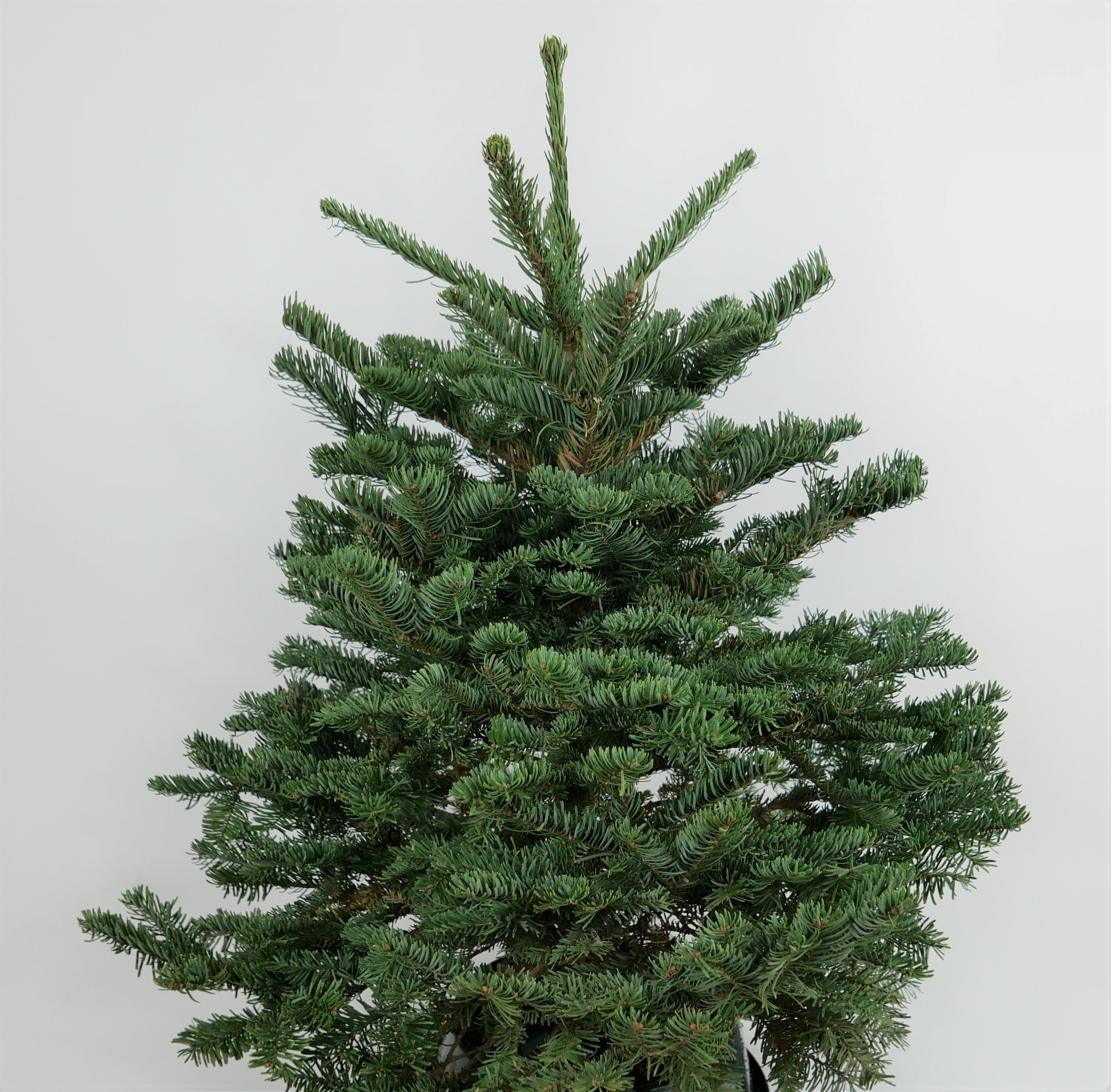 The Holiday Aisle® 3 to 4 foot Free Cut Noble Fir Christmas Tree | Wayfair
