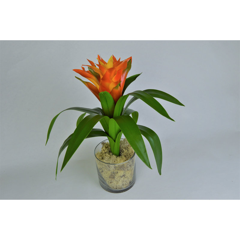 T&C Floral Company Tropical Bromeliad Centerpiece in Glass Jar ...