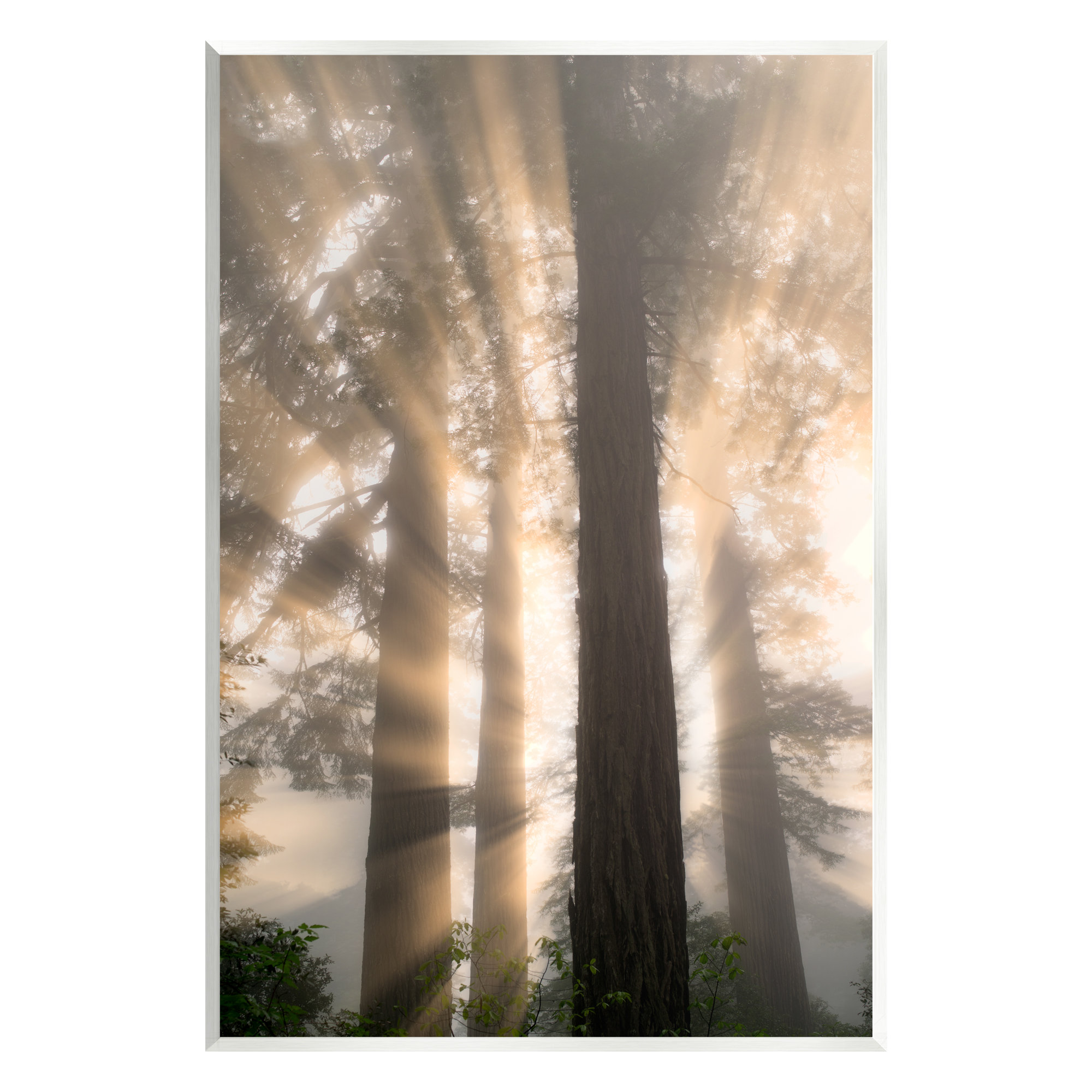 Stupell Industries Au-820-Wood Sun Rays Woodland Trees View On MDF by ...