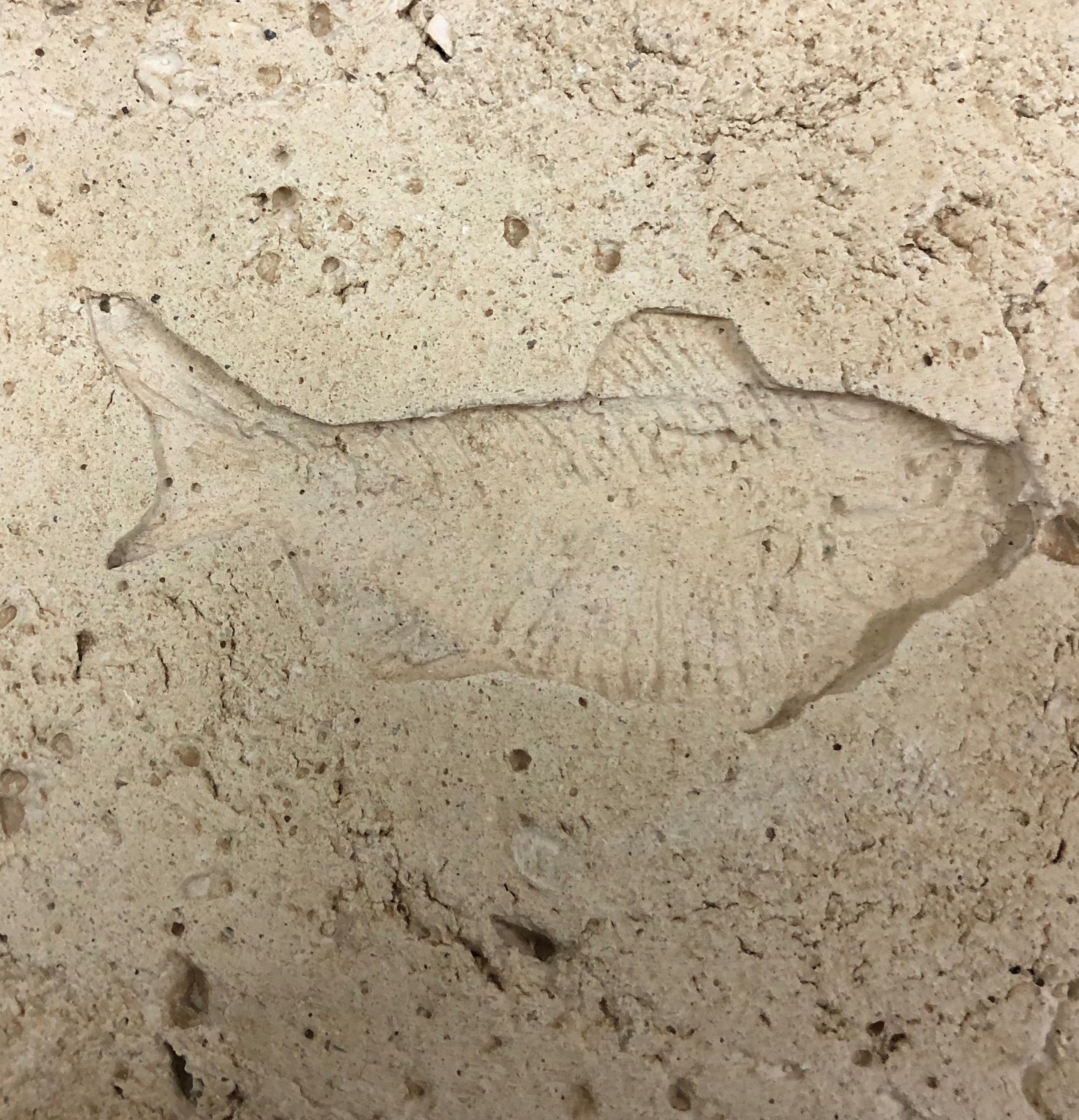 Matrix-Z 6" x 6" Cement Whole Fish Fossil Impression Decorative Accent ...