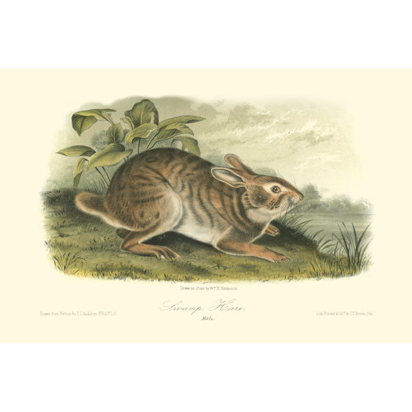 Alpen Home Swamp Hare - Wrapped Canvas Painting | Wayfair.co.uk