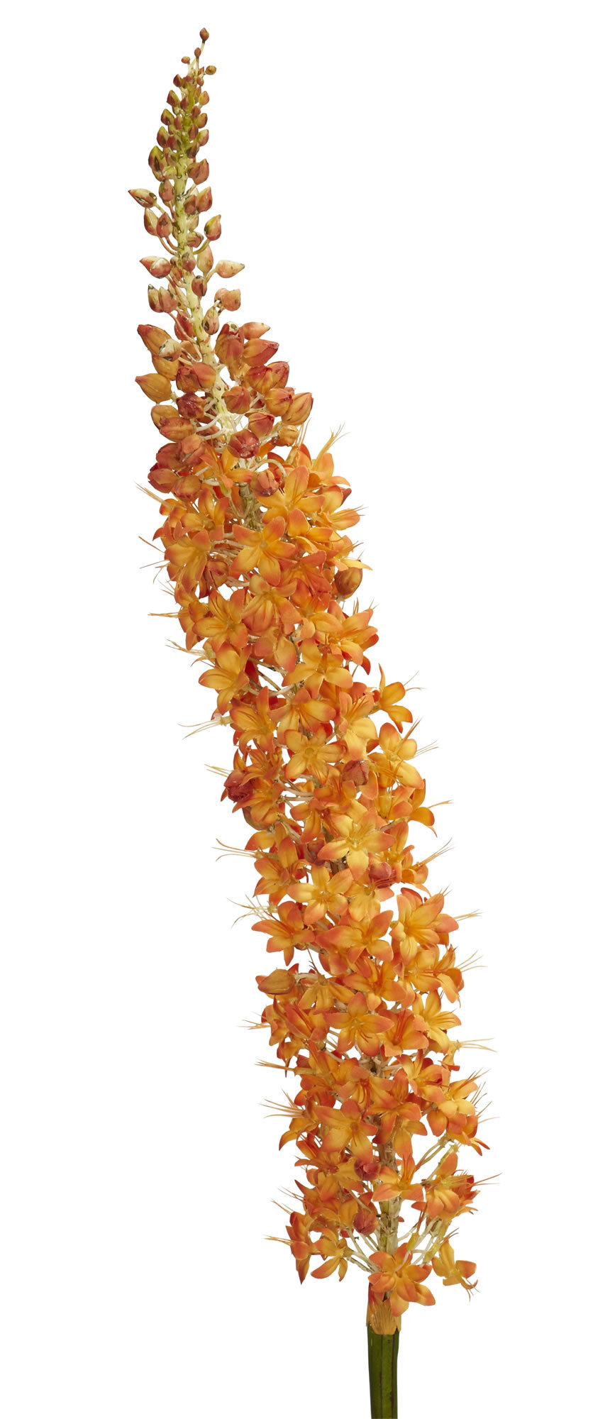 August Grove® Fox Tail Stem | Wayfair