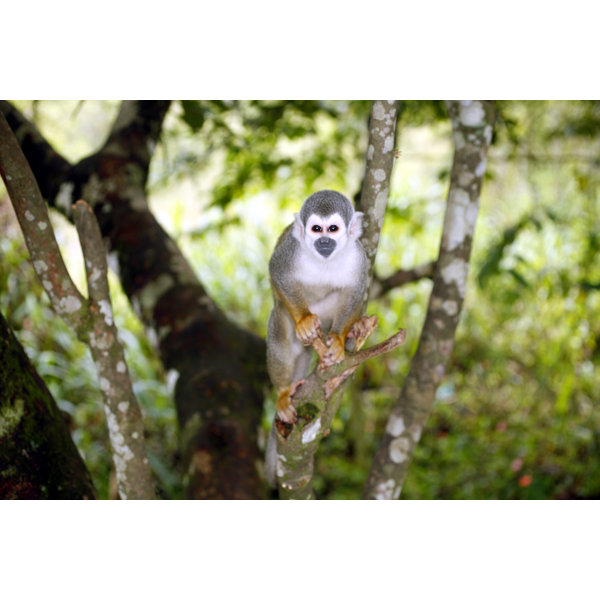17 Stories Closeup Squirrel Monkey - Wrapped Canvas Photograph ...
