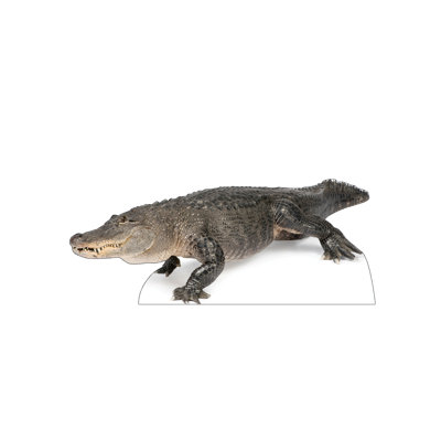 Advanced Graphics American Alligator Cardboard Stand-Up & Reviews | Wayfair