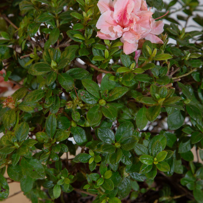 Encore Azalea 1 Gallon Autumn Belle Encore Azalea Live Low Maintenance ...