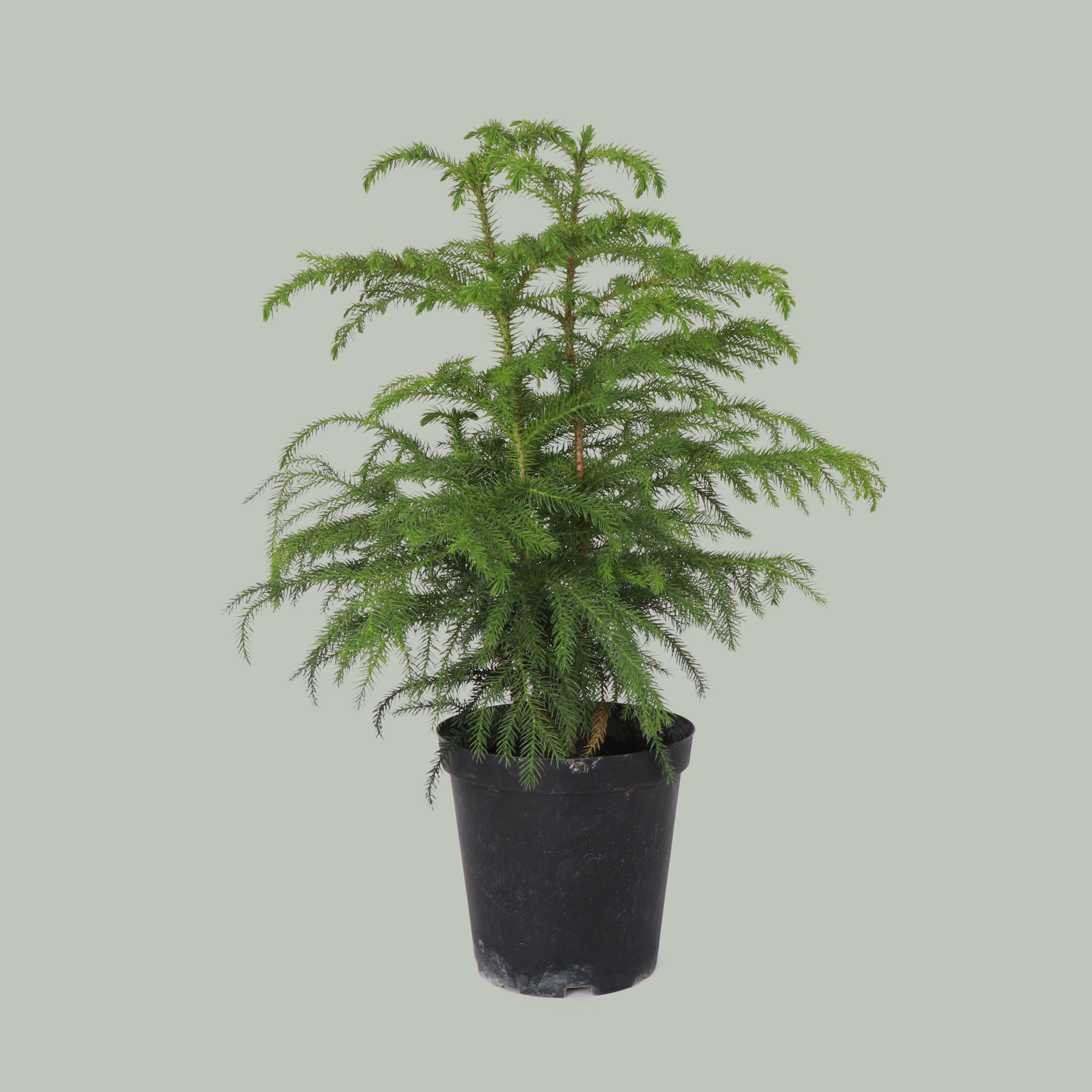 Thorsen's Greenhouse Live Pine Low Maintenance Plant in Plastic Planter ...