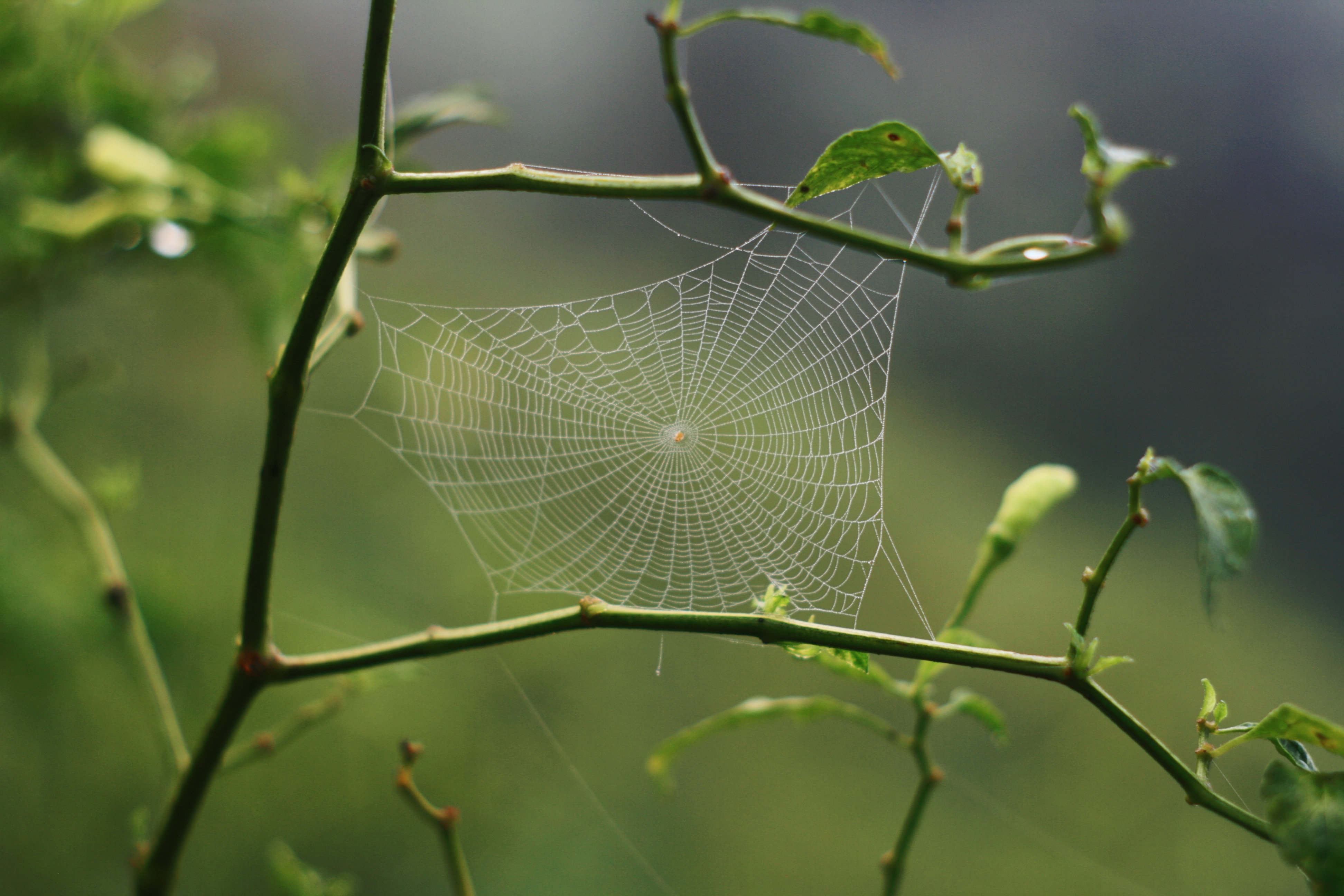 Ebern Designs Spider Webs by Ozzuboy - Wrapped Canvas Photograph | Wayfair