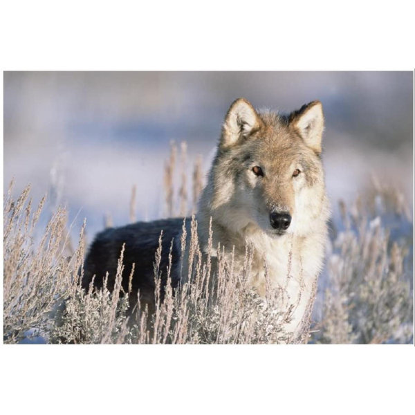Millwood Pines Timber Wolf Portrait North America Unframed Giclee ...