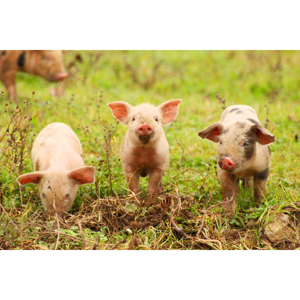 Gracie Oaks Three Little Piglets by Balwan - Wrapped Canvas Photograph ...