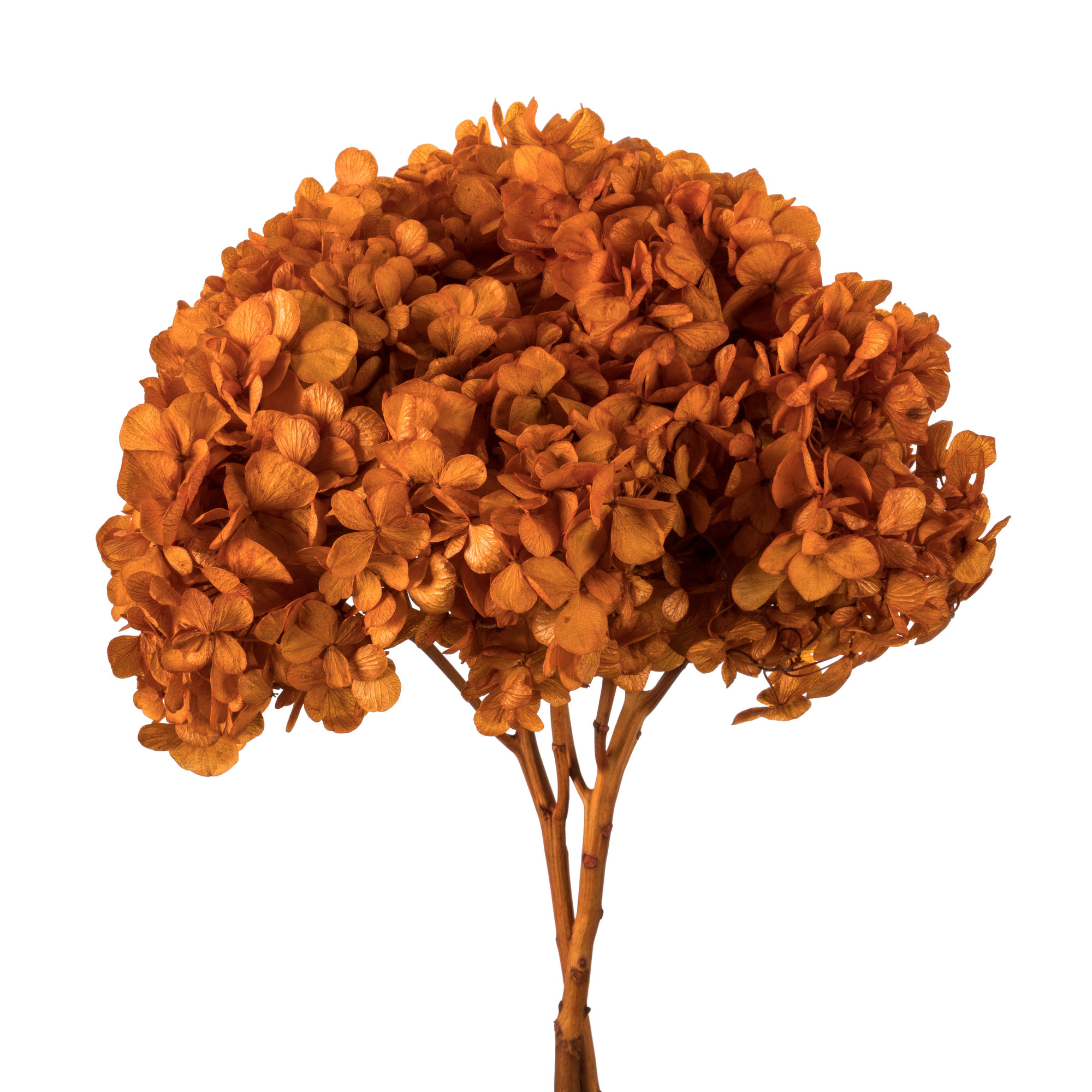 Primrue Natural Botanicals 15 Hydrangea with Multiple Branch Segments ...