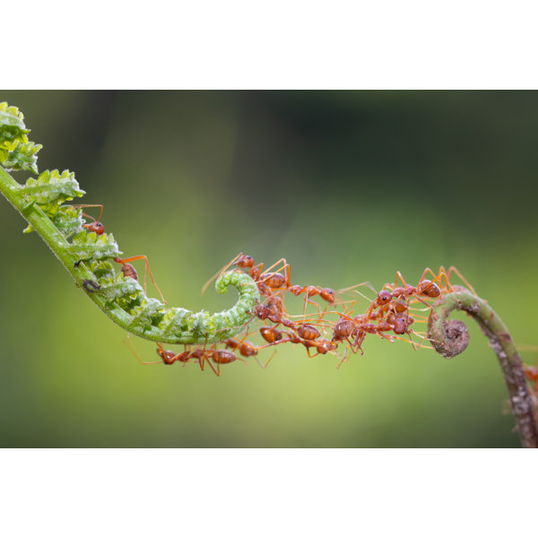 Ebern Designs Ant Bridge Unity - Wrapped Canvas Photograph | Wayfair