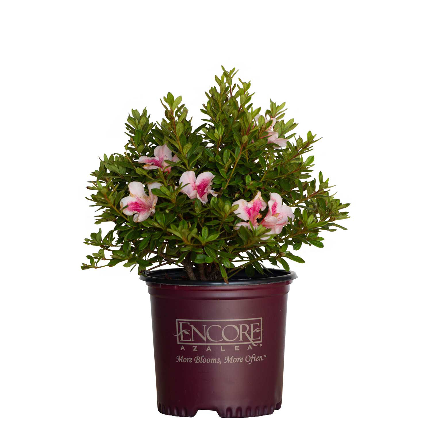 Encore Azalea 1 Gallon Autum Chiffon Encore Azalea Live Low Maintenance ...