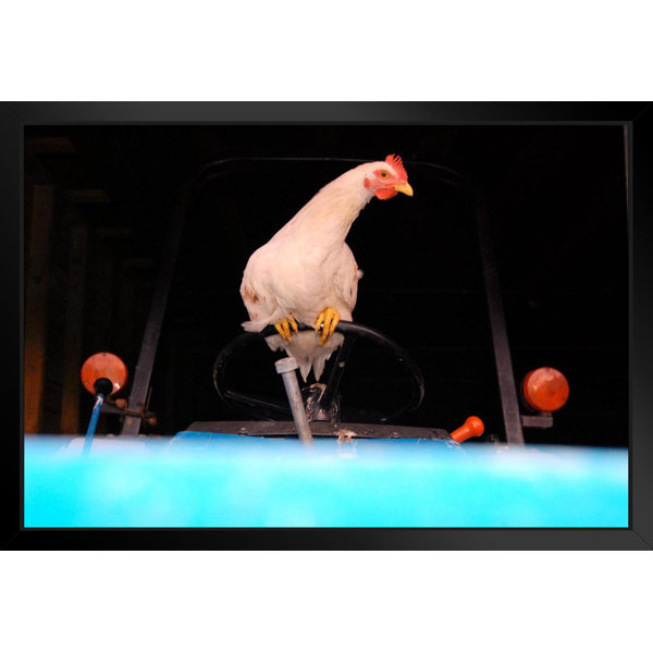 Gracie Oaks Tractor Driving Rooster Funny Photo Art Print Black Wood ...