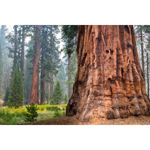 Millwood Pines Giant Sequoia Trees - Wrapped Canvas Photograph | Wayfair