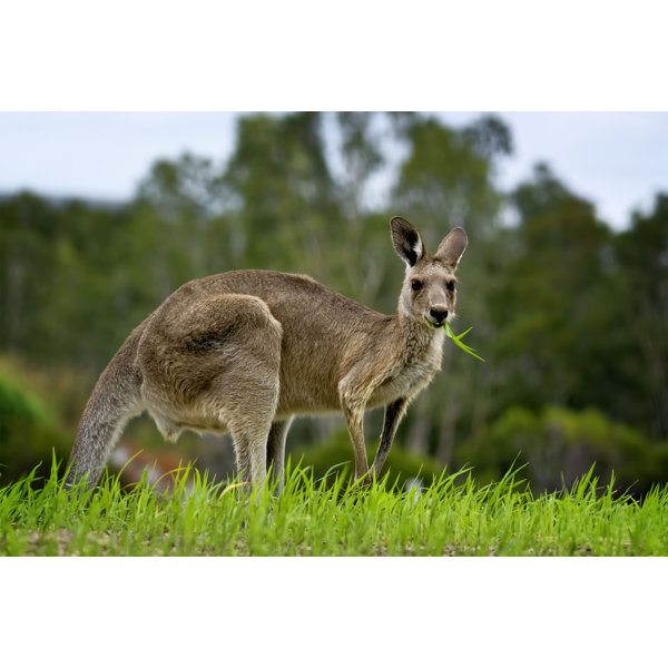 Ebern Designs Kangaroo Eating On Canvas by Tracielouise Photograph ...