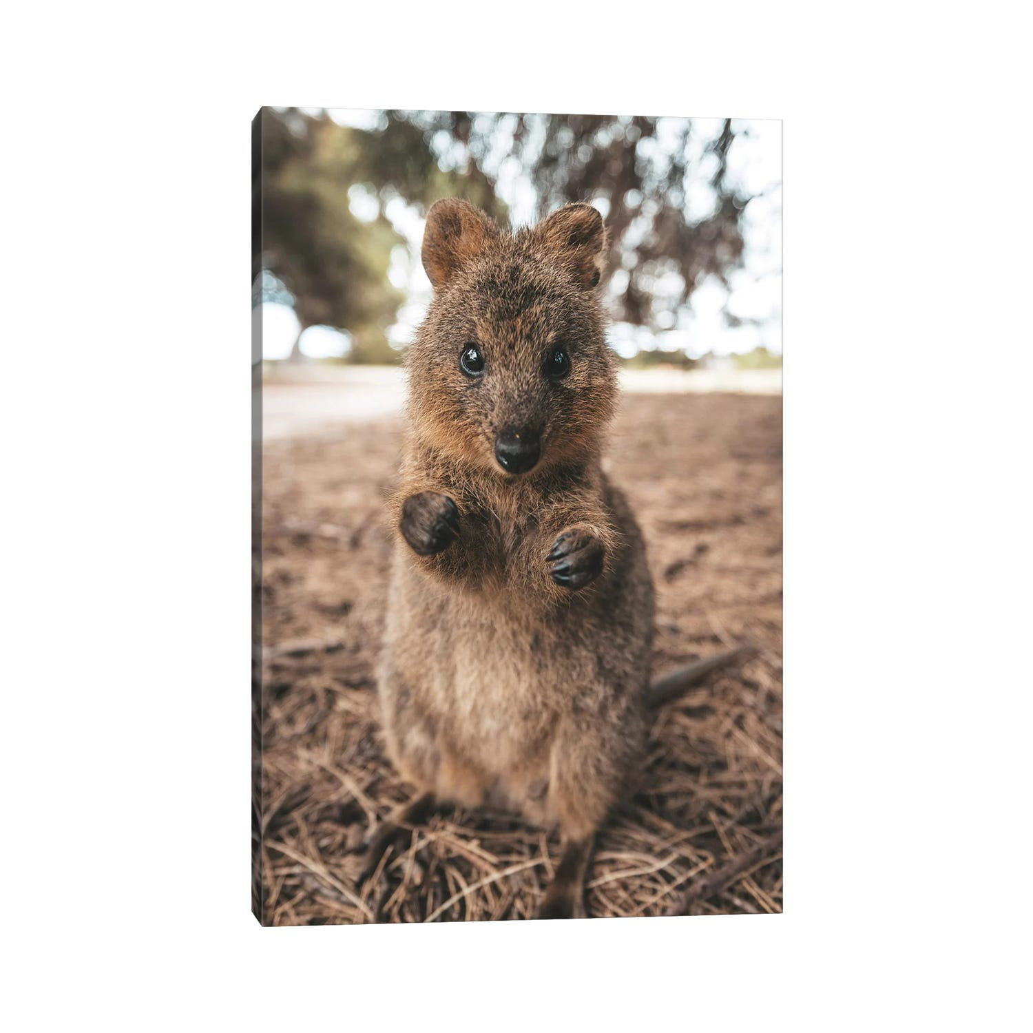 Bless international Quokky Balboa - Cute Fighting Quokka On Canvas by ...