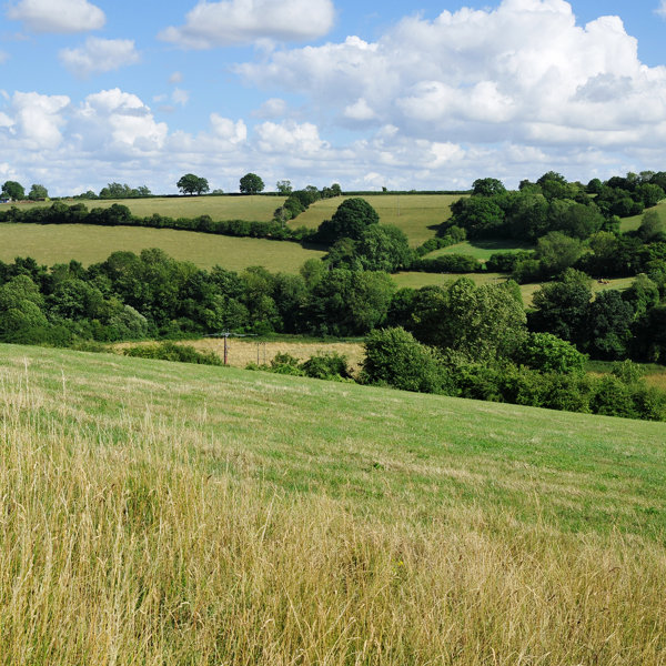 Ebern Designs View Of A Green Field by - Wrapped Canvas Photograph ...