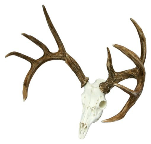 Millwood Pines Tail European Wall Décor | Wayfair