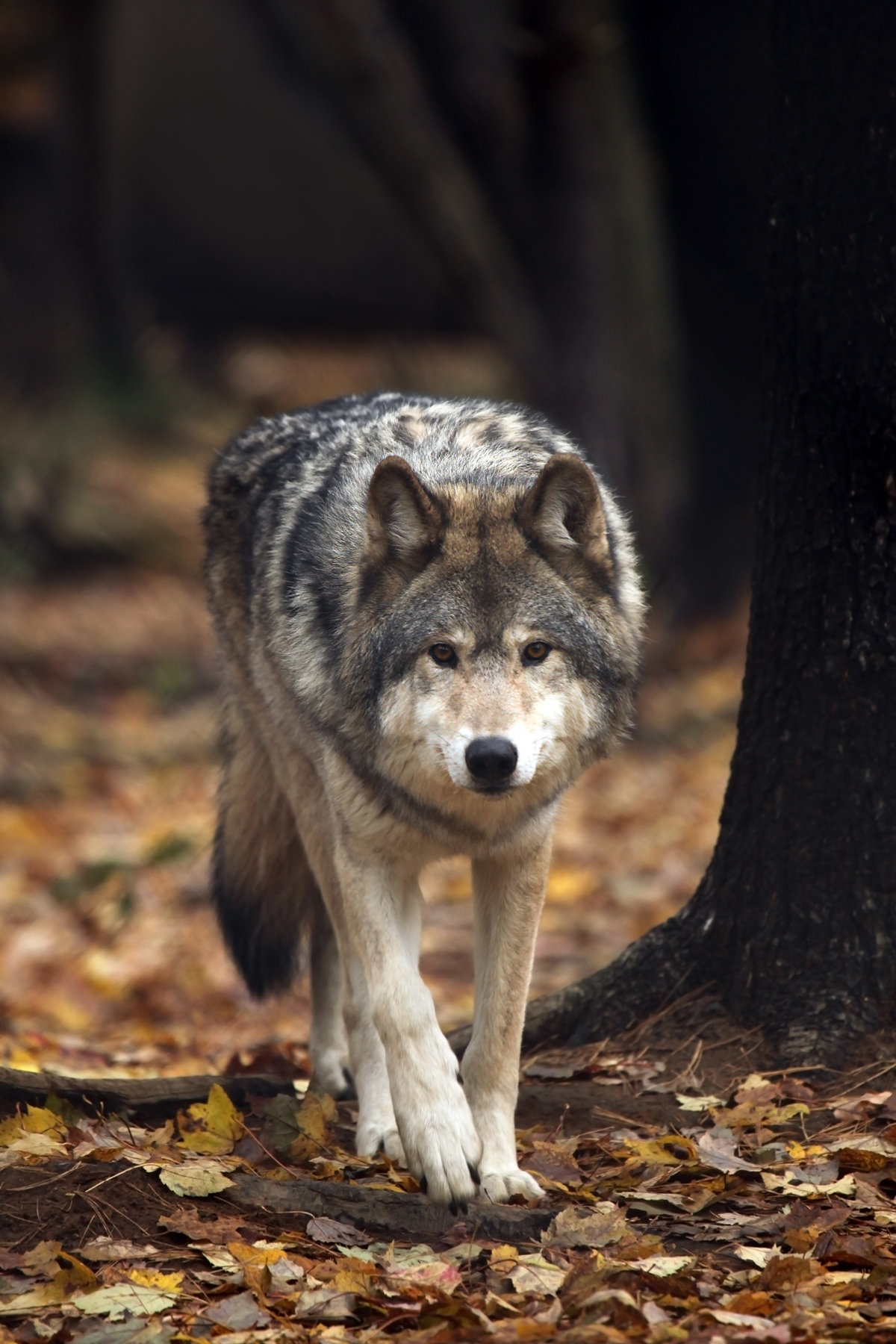 Millwood Pines An Up Close Picture Of A Brown And Gray Wolf In The ...
