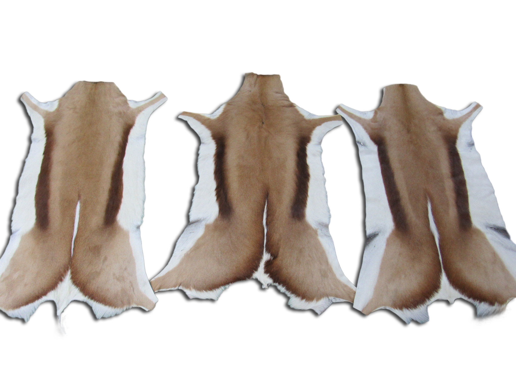 Loon Peak® Natural Springbok Skin | Wayfair