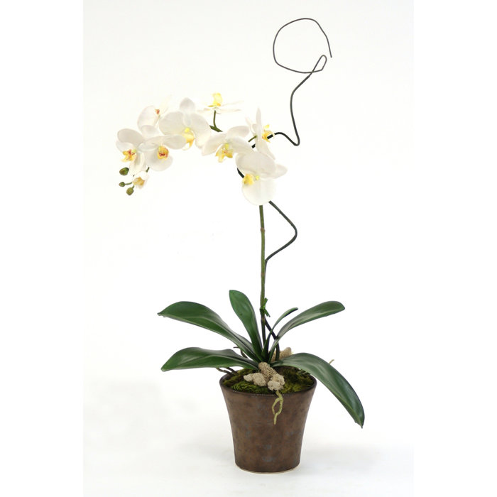 Distinctive Designs Cream-White Phalaenopsis Orchid Plant in Orchid Pot ...